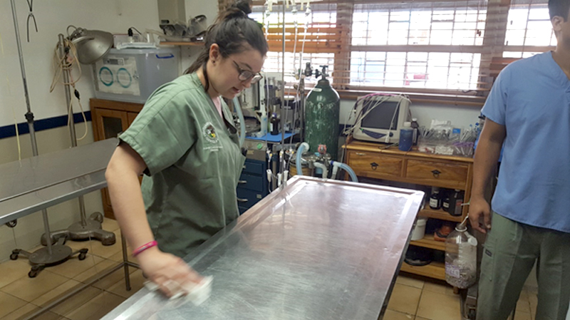 How to prepare an animal for a veterinary procedure - Everything Is ...