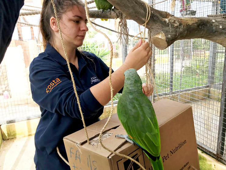 How to Guide: Low Season Bird Keeper by Clare and Jessica - Everything ...